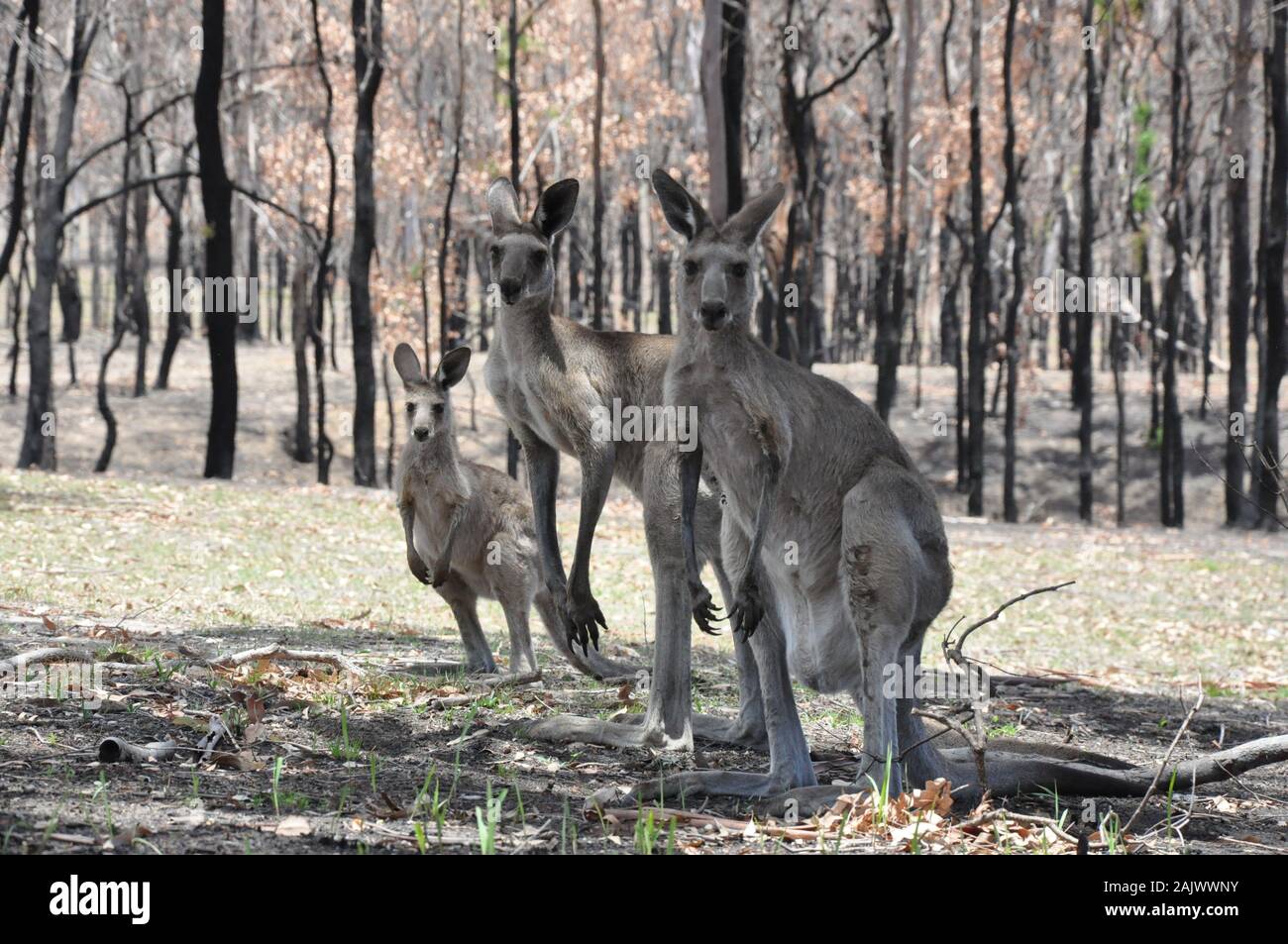 Trio of kangaroos hi-res stock photography and images - Alamy
