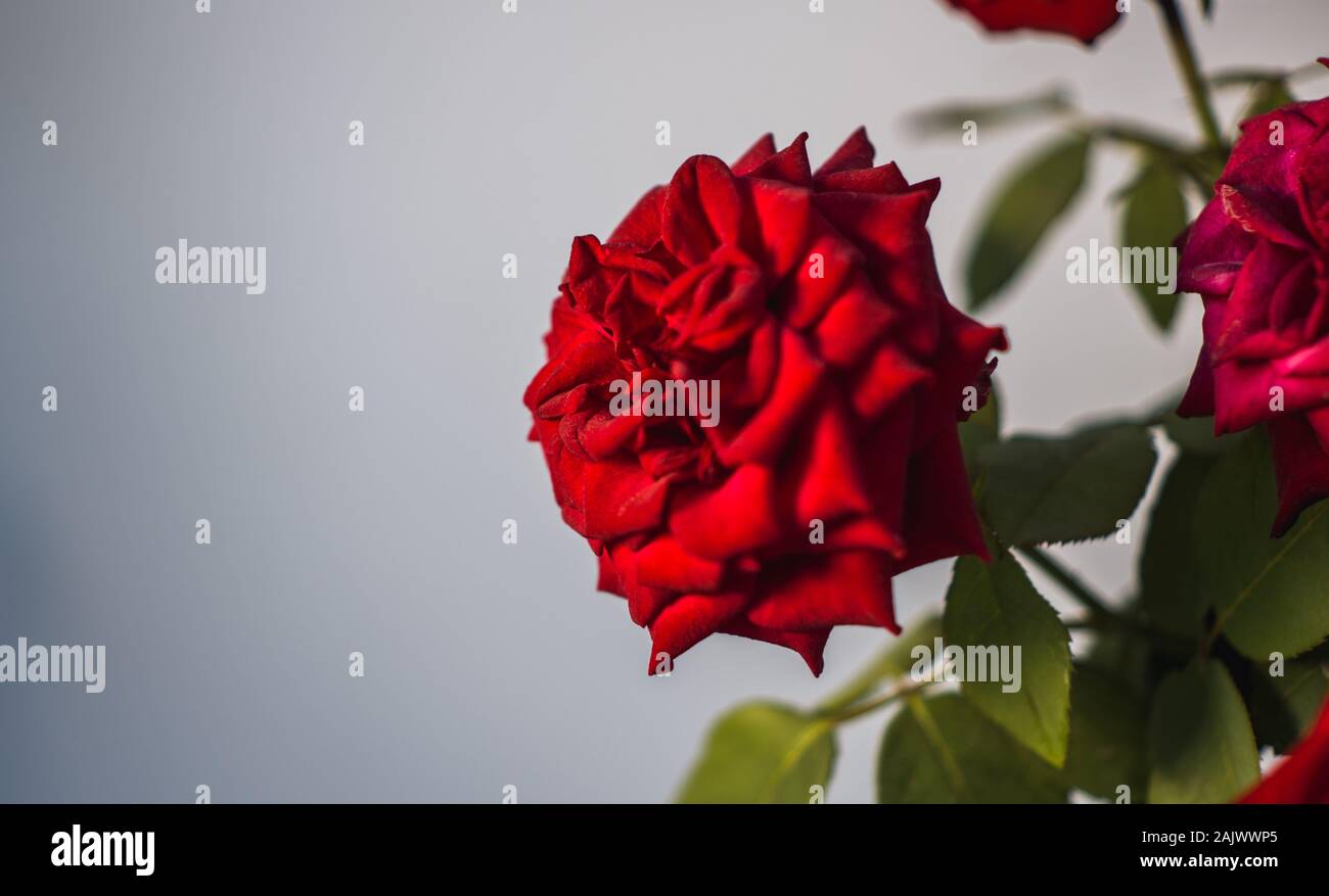 Red rose plant on the terrace of home Stock Photo - Alamy