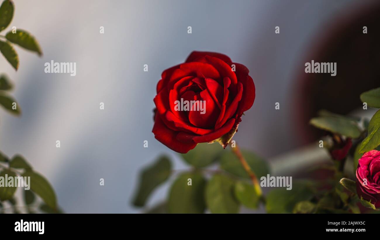 Red rose plant on the terrace of home Stock Photo - Alamy