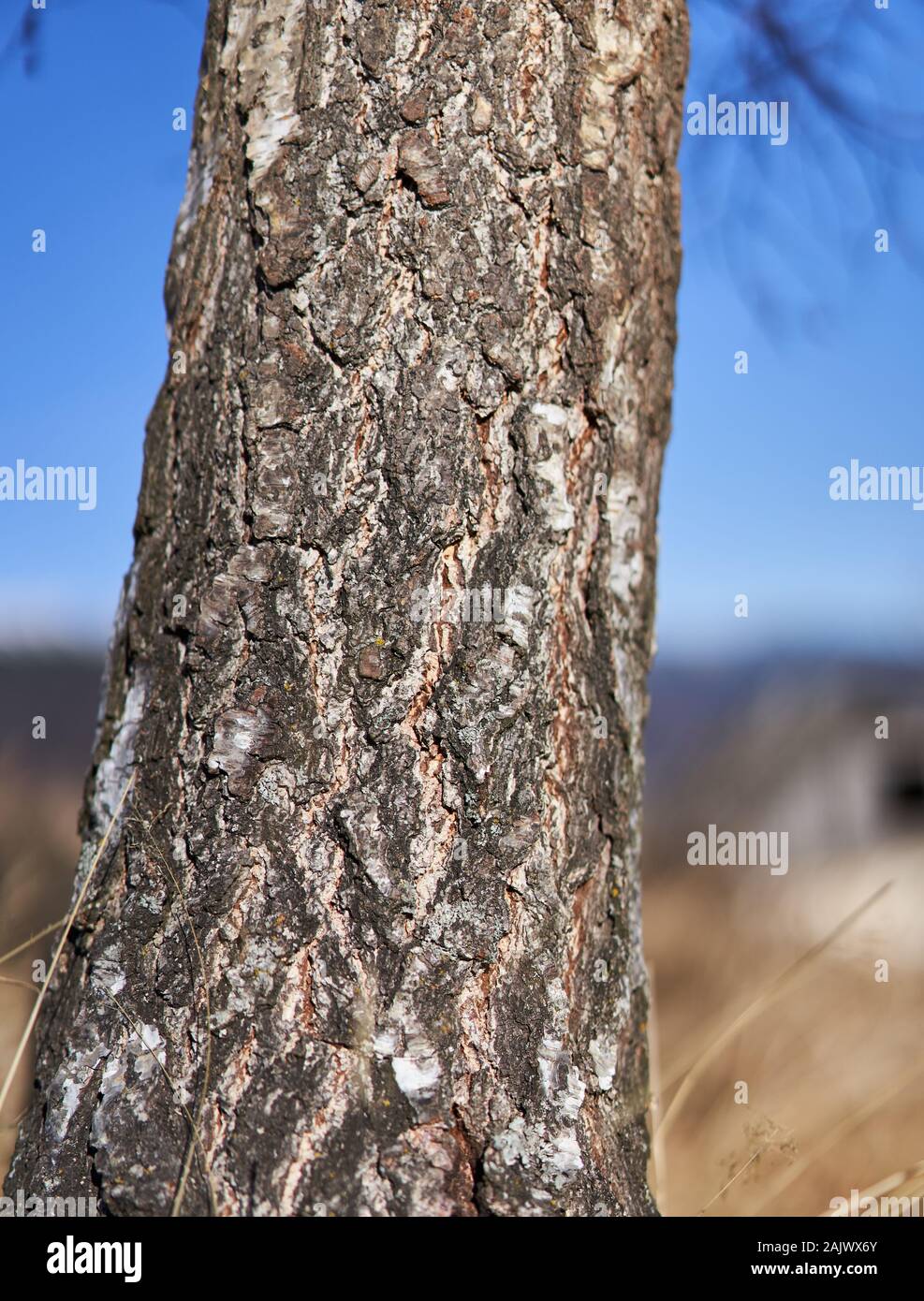 Closeup of fir tree bark outdoor Stock Photo - Alamy