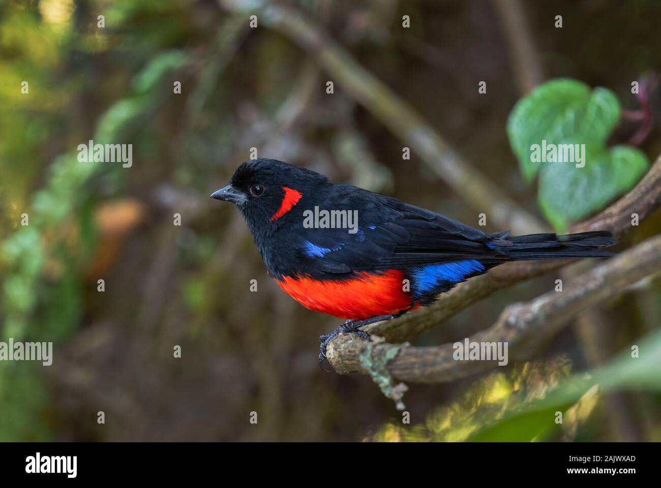 Scarlet-bellied Mountain-tanager - Anisognathus igniventris, beautiful ...