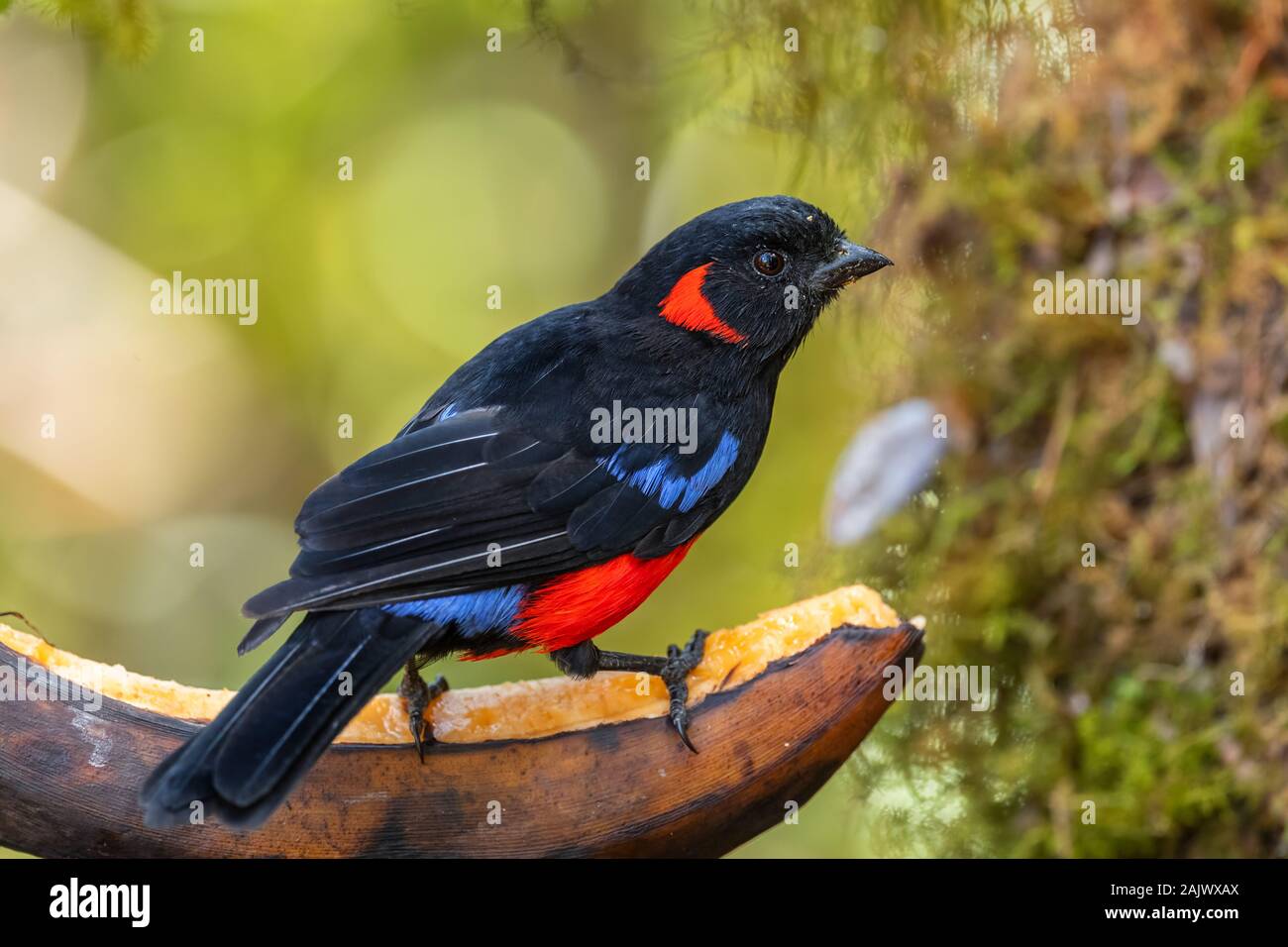 Scarlet bellied mountain tanager hi-res stock photography and images ...