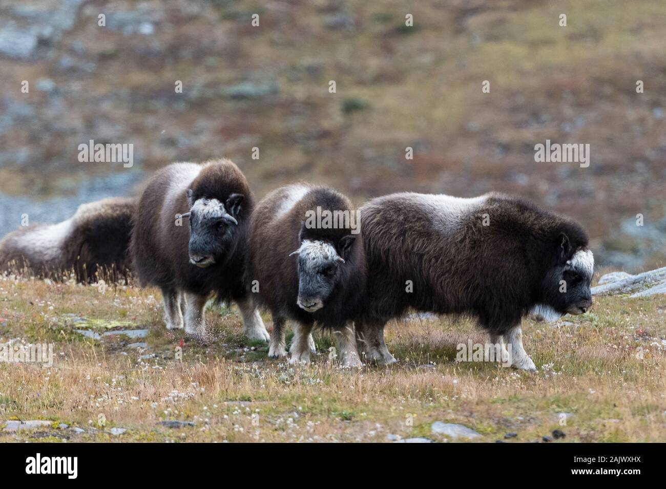 Musk oxes (Ovibos moschatus) in autumn landscape, Fjall, male ...
