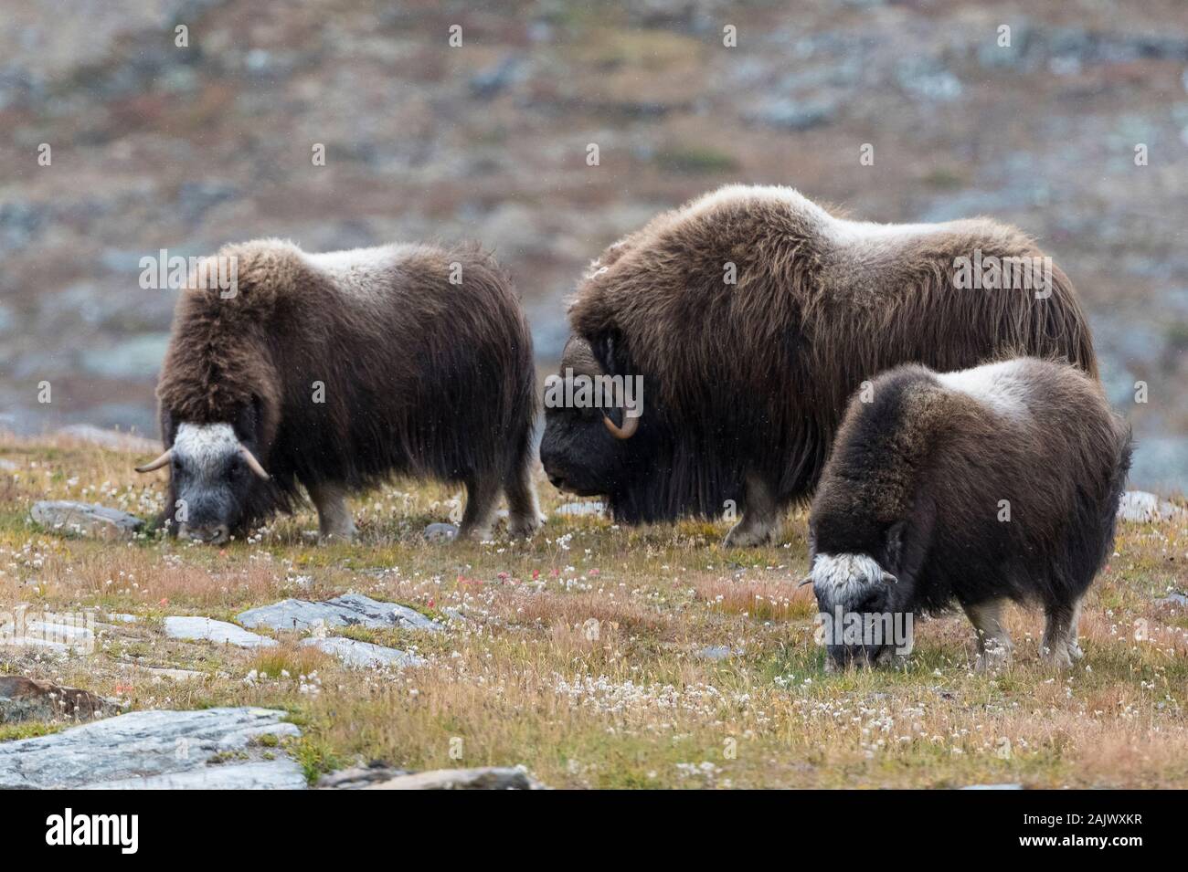 Musk oxes (Ovibos moschatus) in autumn landscape, Fjall, male ...