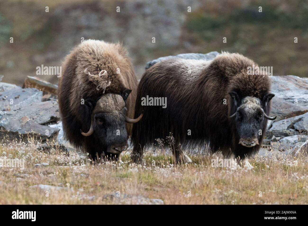 Musk oxes (Ovibos moschatus) in autumn landscape, Fjall, male ...