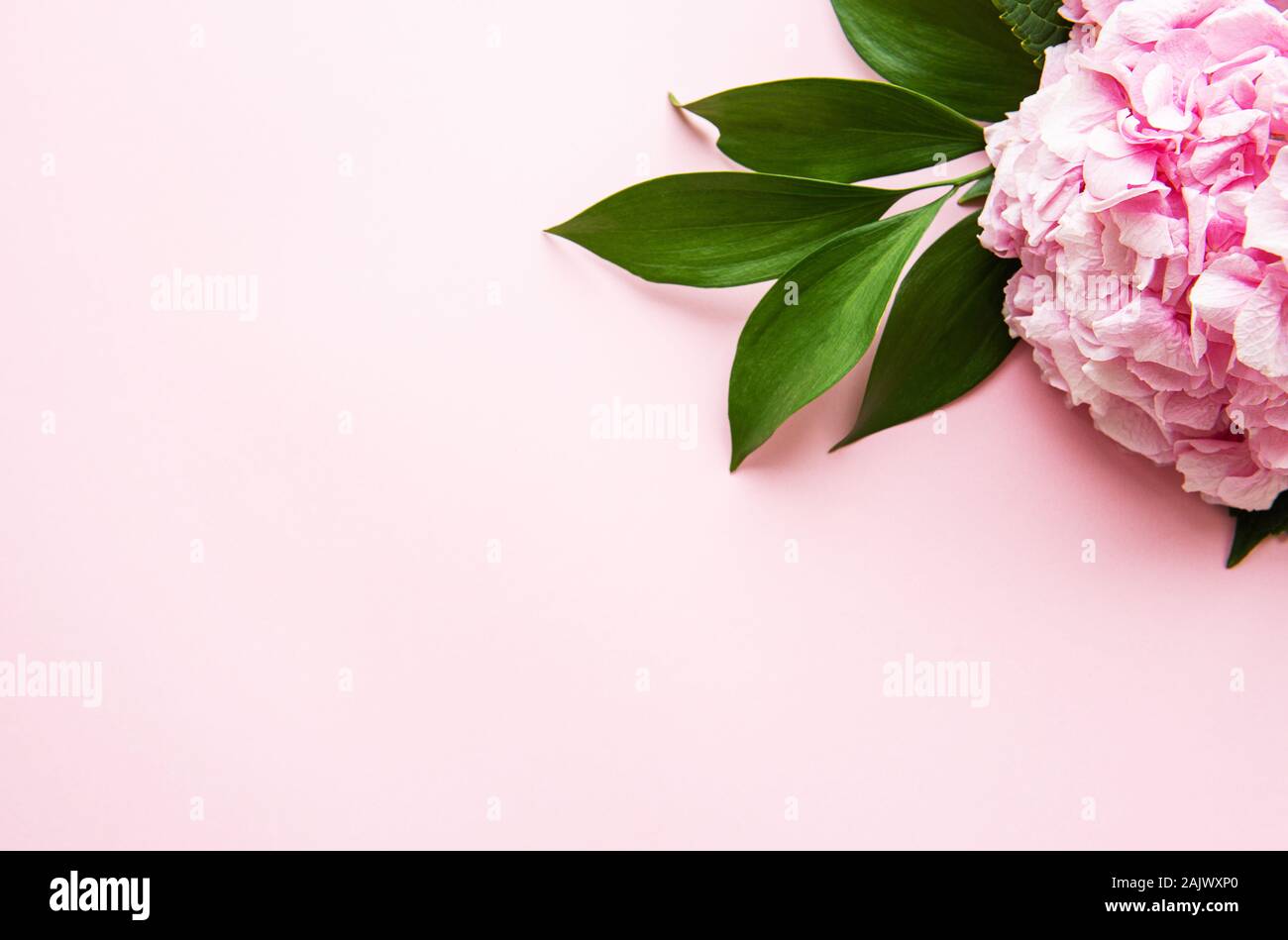 Pink hydrangea flowers on pink background. Floral border. Flat lay ...