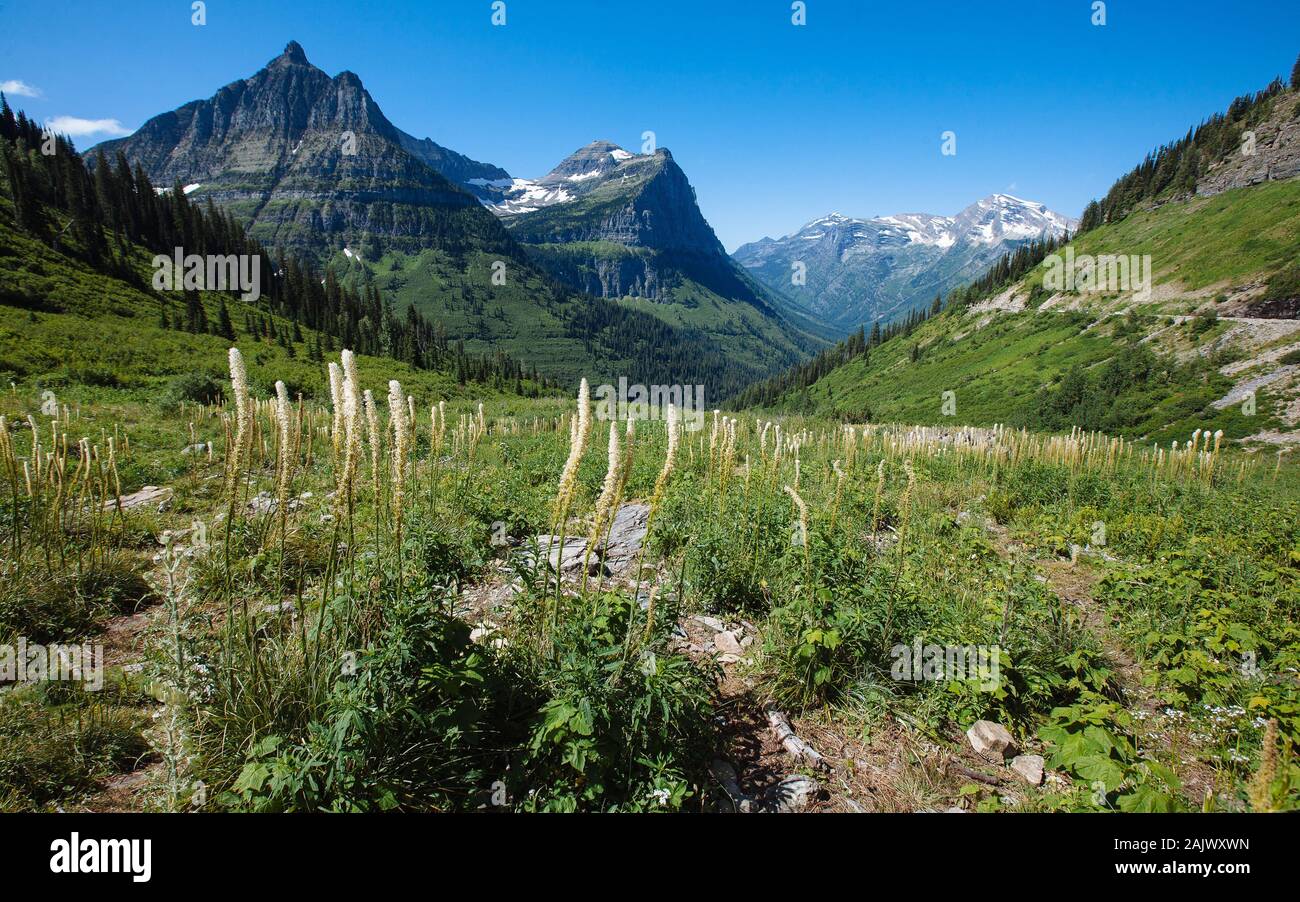Bear Grass with Mt. Oberlin in the background (Glacier National Park ...