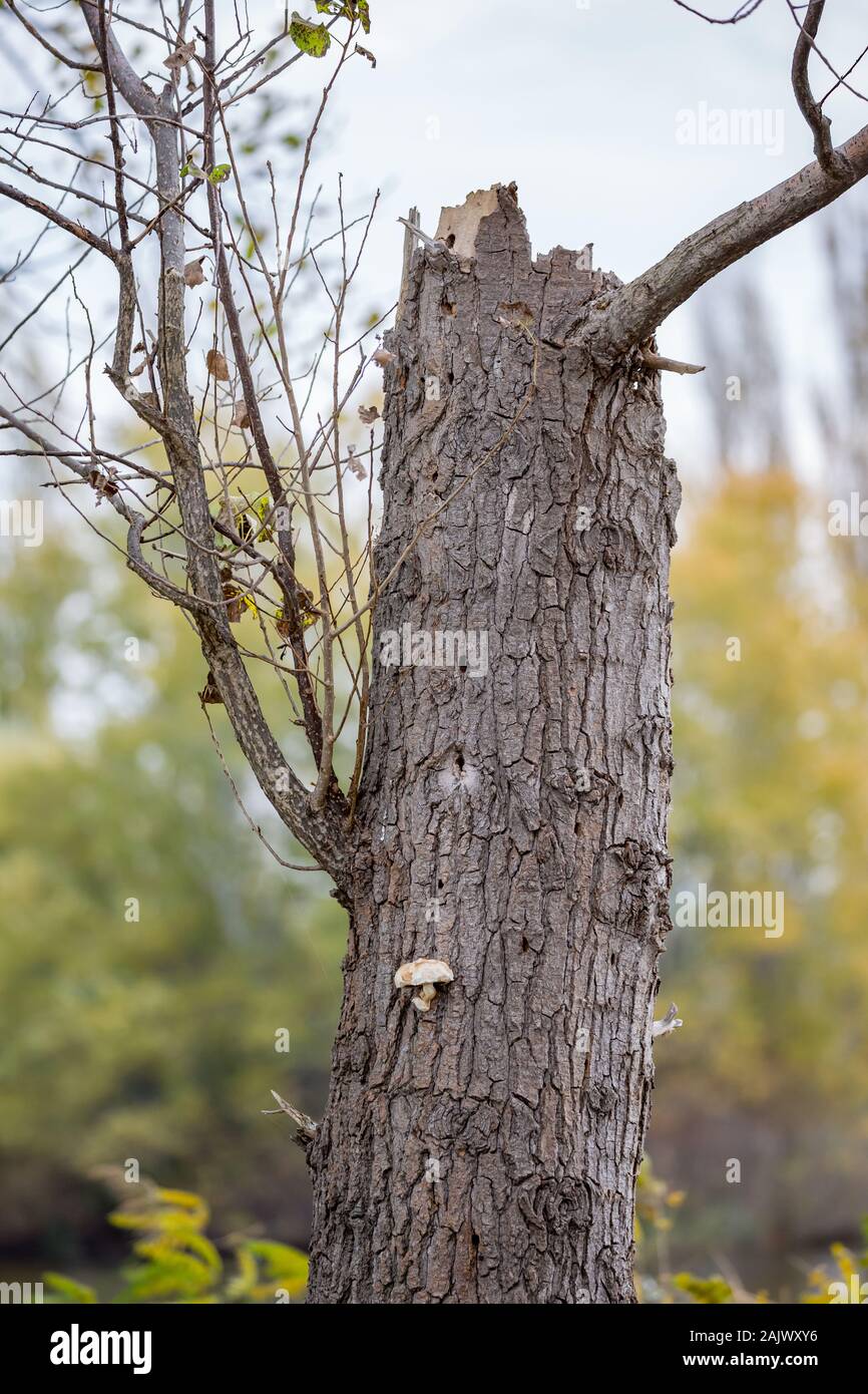 Neglected poplar trees hi-res stock photography and images - Alamy