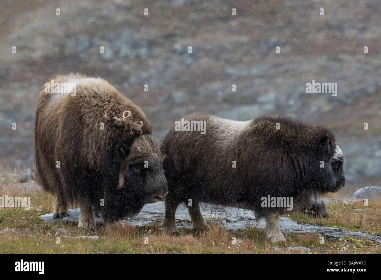 Musk oxes (Ovibos moschatus) in autumn landscape, Fjall, male ...