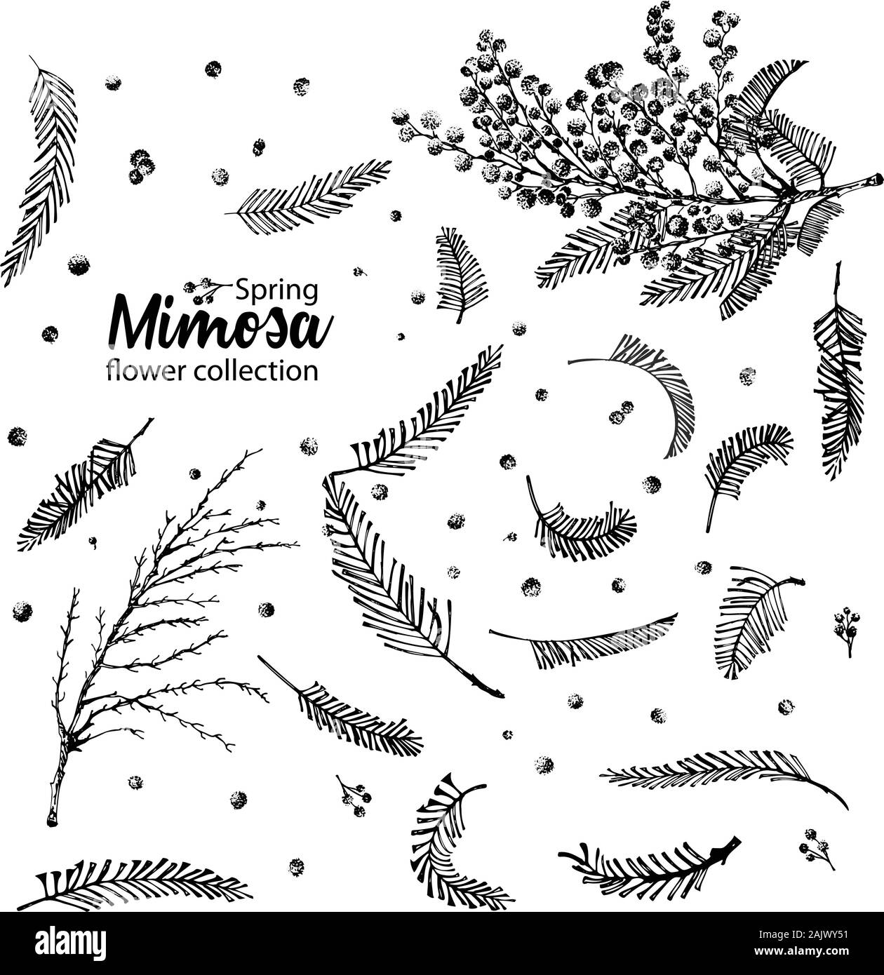 Mimosa Flower Drawing