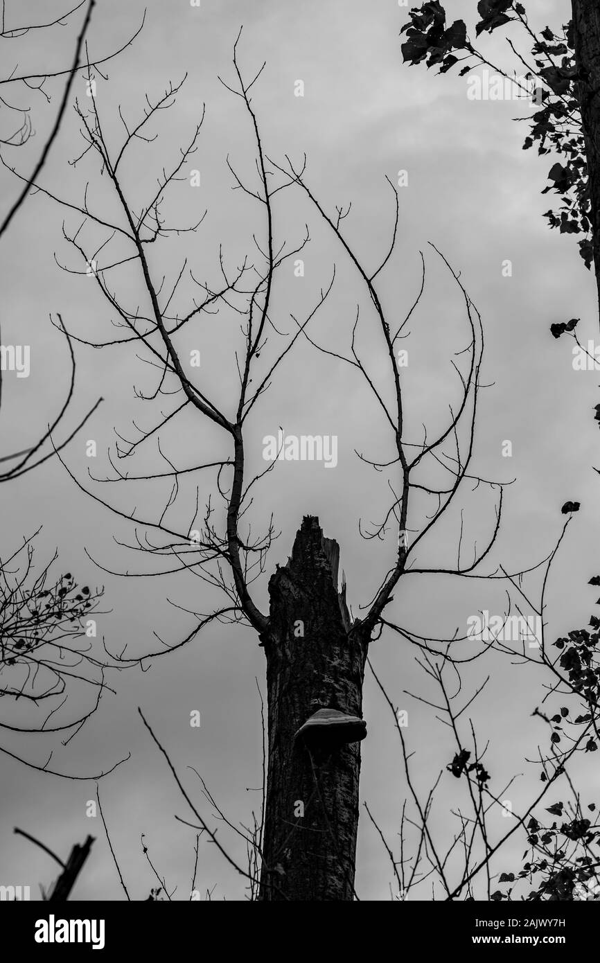 Tree growing region Black and White Stock Photos & Images - Alamy