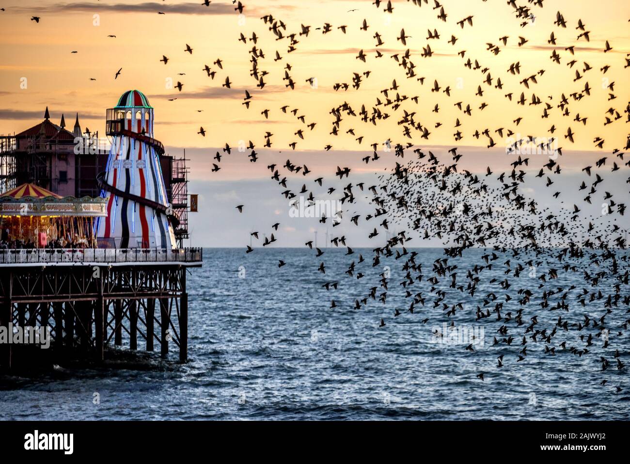 The daily murmuration of starlings in Brighton, where the birds gather ...