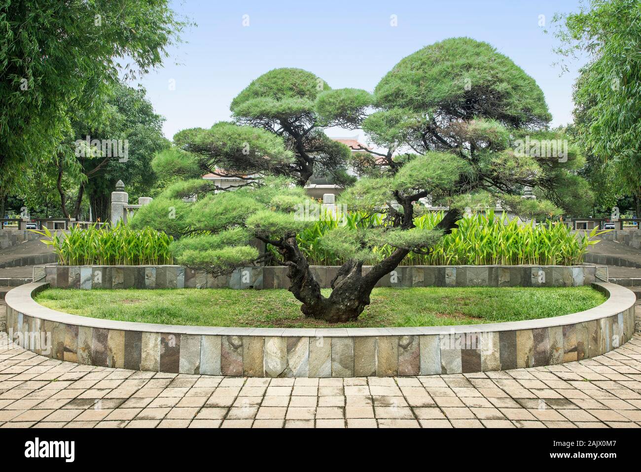 Bonsai on blue sky hi-res stock photography and images - Alamy