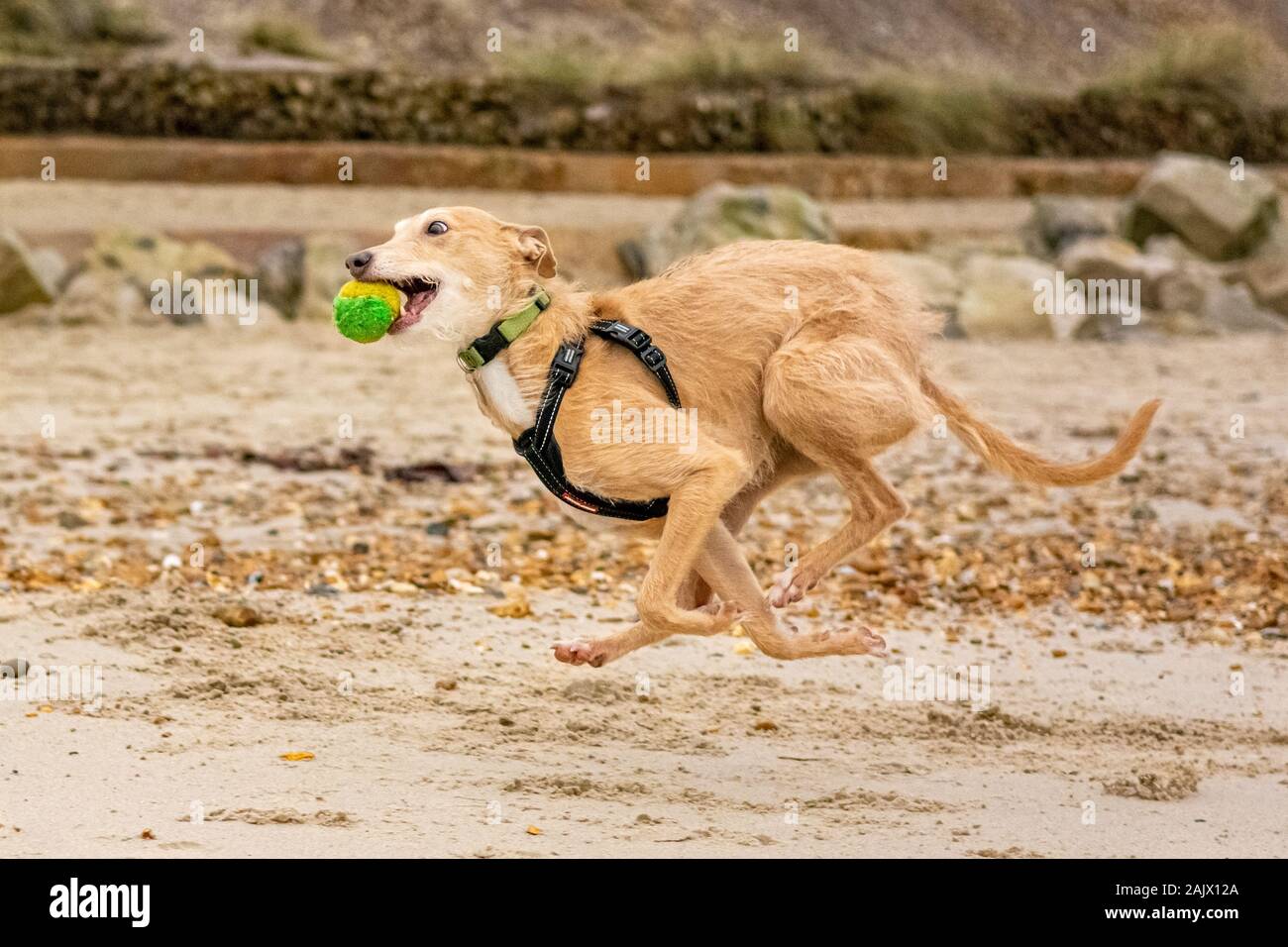 Long haired whippet running on a sandy beach with a ball Stock Photo ...