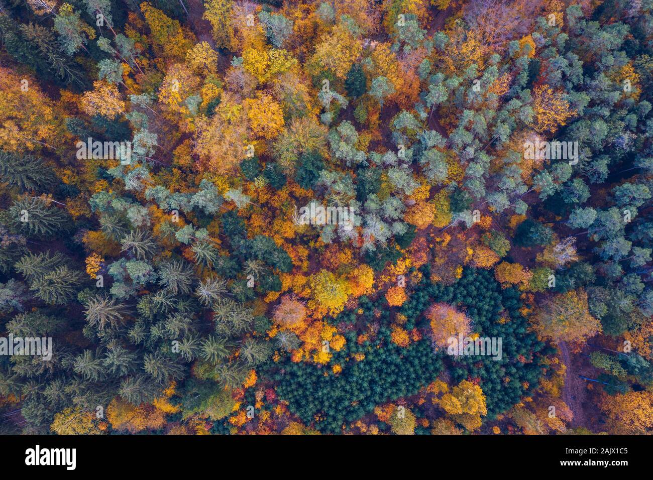 Aerial top down view of autumn forest with green and yellow trees ...