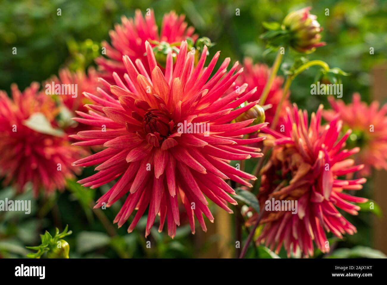Dahlias in border uk hi-res stock photography and images - Alamy