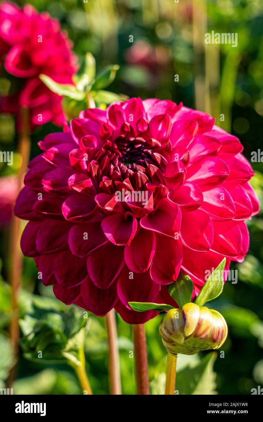 Dorothy rose hi-res stock photography and images - Alamy