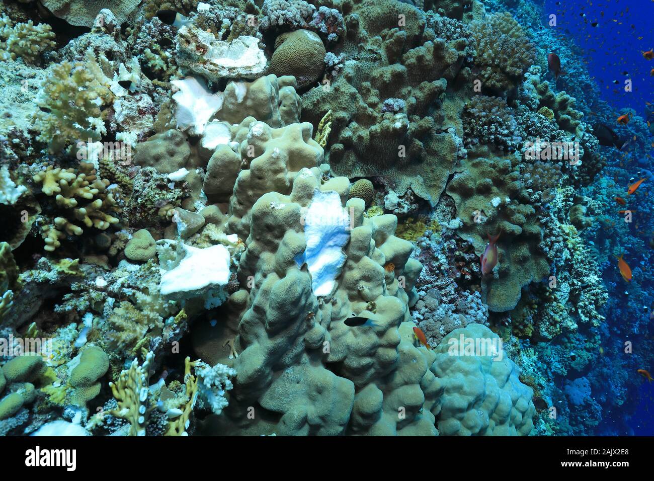 Ship anchor damaged corals underwater in the Red Sea Stock Photo - Alamy