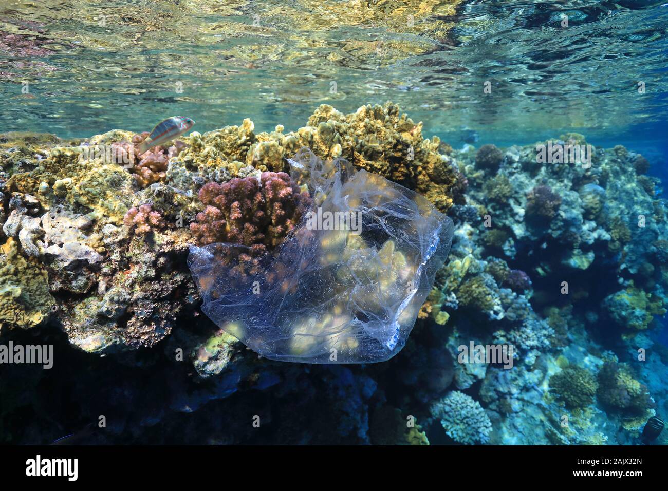 Plastic bag drift underwater along tropical coral reef Stock Photo - Alamy