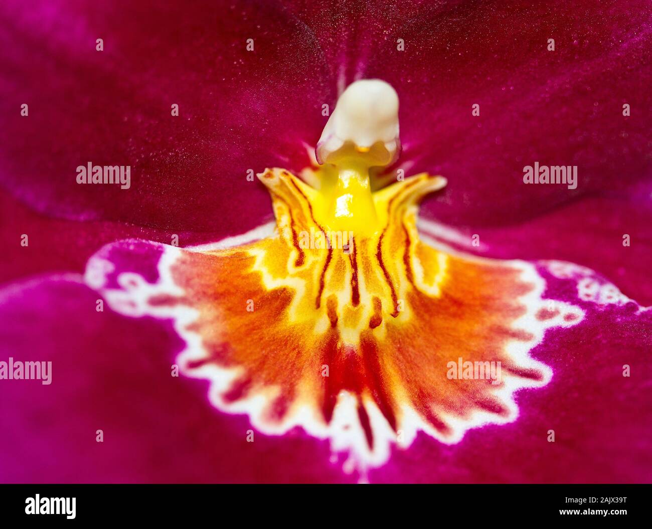 The Orchid family is one of the largest plant groups in the world and ...