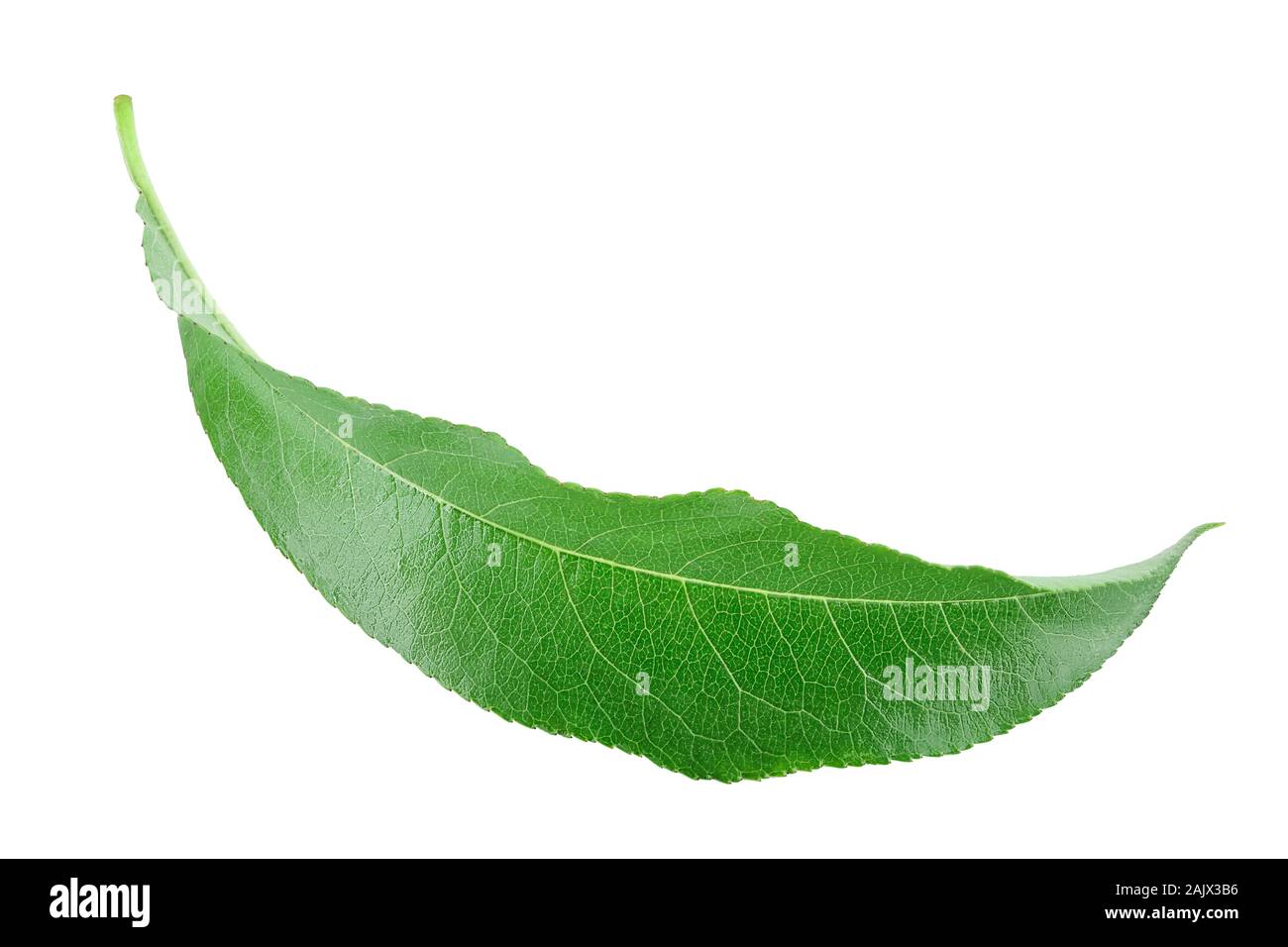 Peach leaf isolated on white background closeup Stock Photo - Alamy