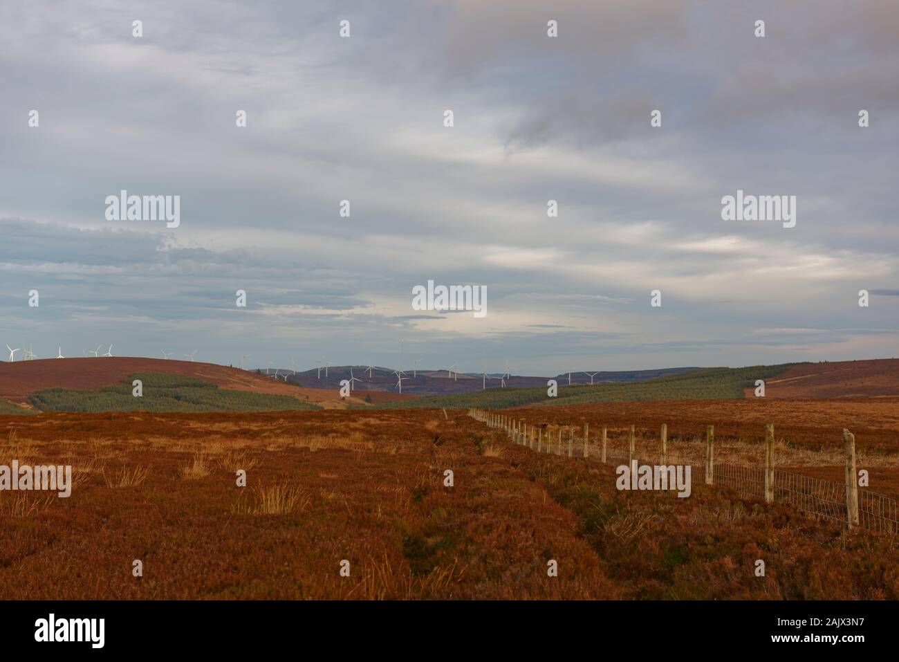 Heather plantations hi-res stock photography and images - Alamy