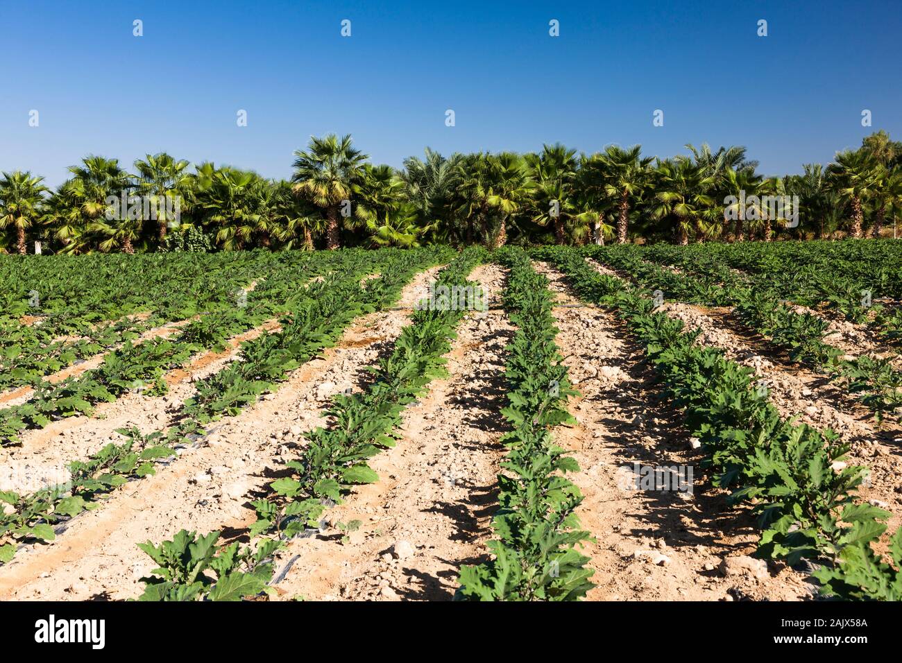 Agricultural area along Jordan river, Balqa, Jordan, middle east, Asia ...