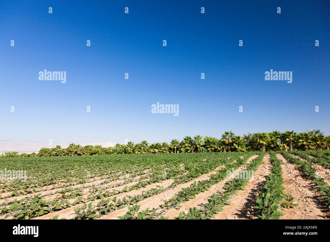 Agricultural area along Jordan river, Balqa, Jordan, middle east, Asia ...
