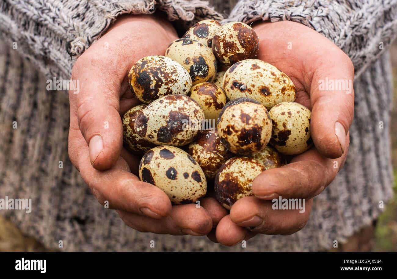 quail eggs in the hands of a farmer Stock Photo - Alamy