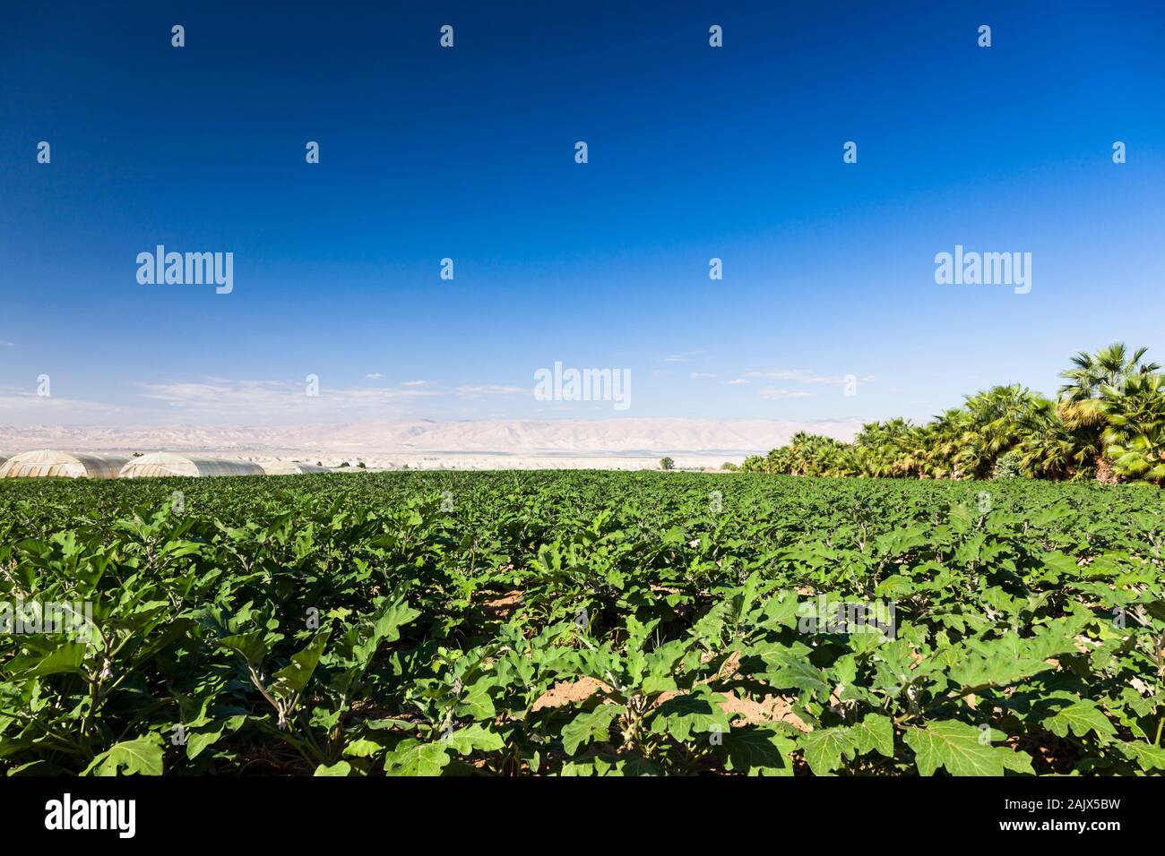 Agricultural area along Jordan river, Balqa, Jordan, middle east, Asia ...