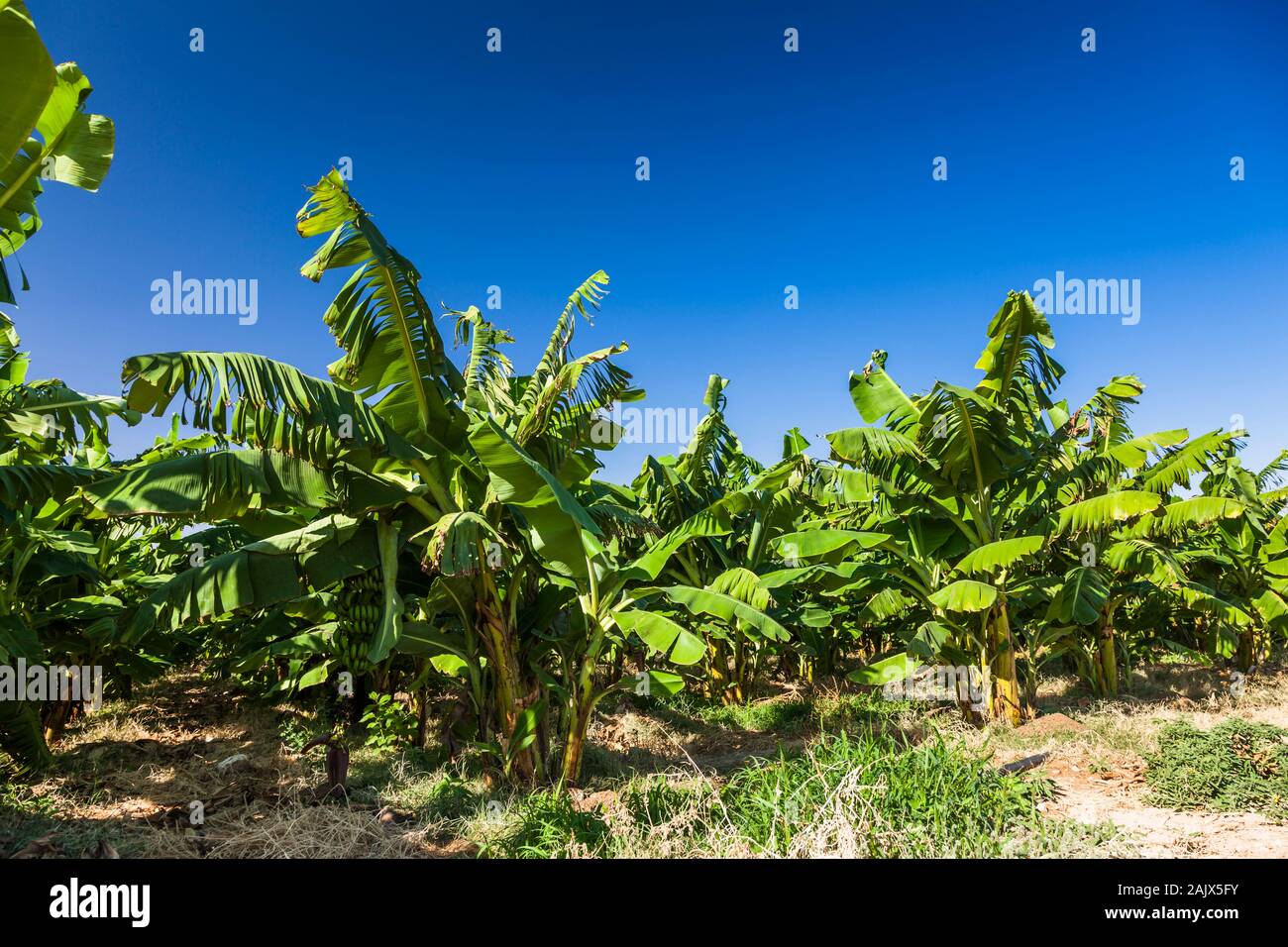 Agricultural area along Jordan river, Balqa, Jordan, middle east, Asia ...