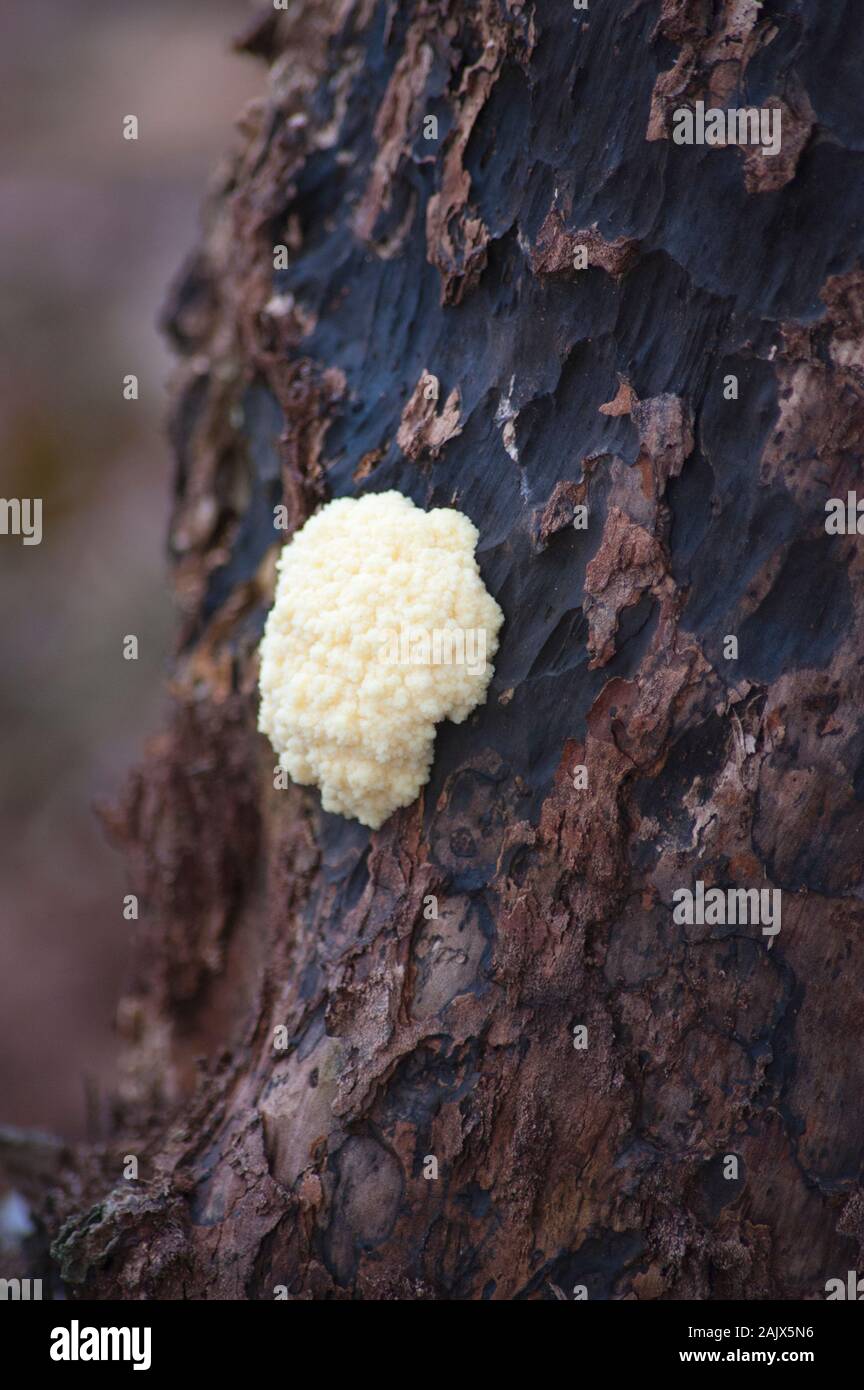 First (Foamy) stage of Fomes fomentarius, Horses hoof fungus Stock ...