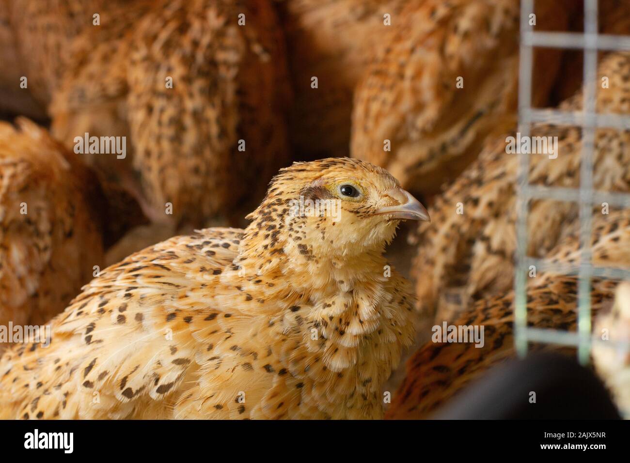 Coturnix quail box hi-res stock photography and images - Alamy