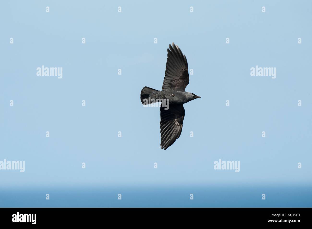 Eurasian jackdaw in flight hi-res stock photography and images - Alamy