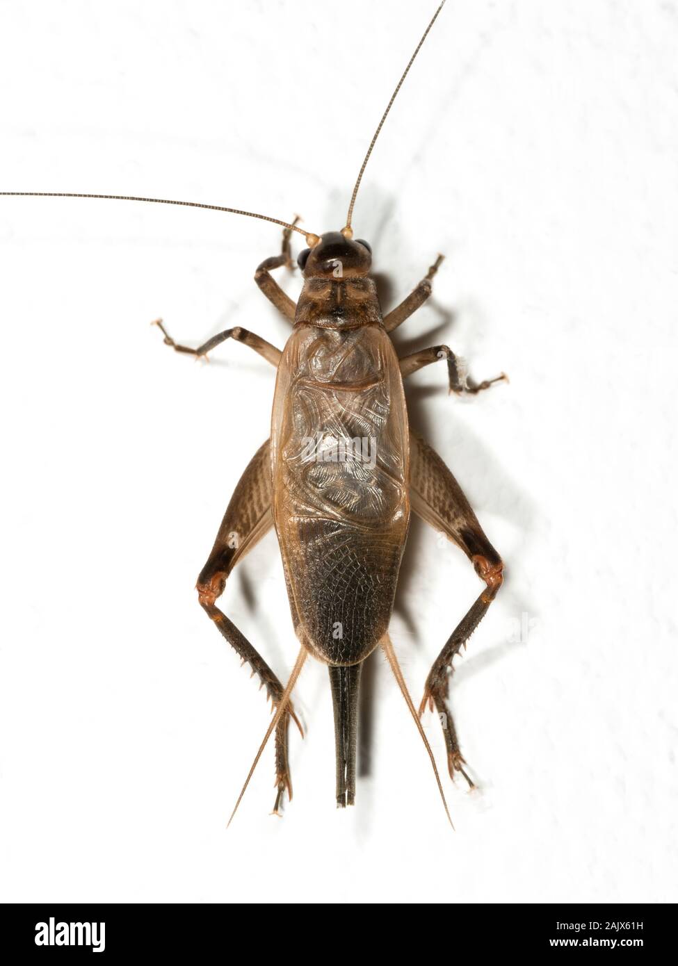 Macro Photography of Brown Cricket on White Floor Stock Photo - Alamy