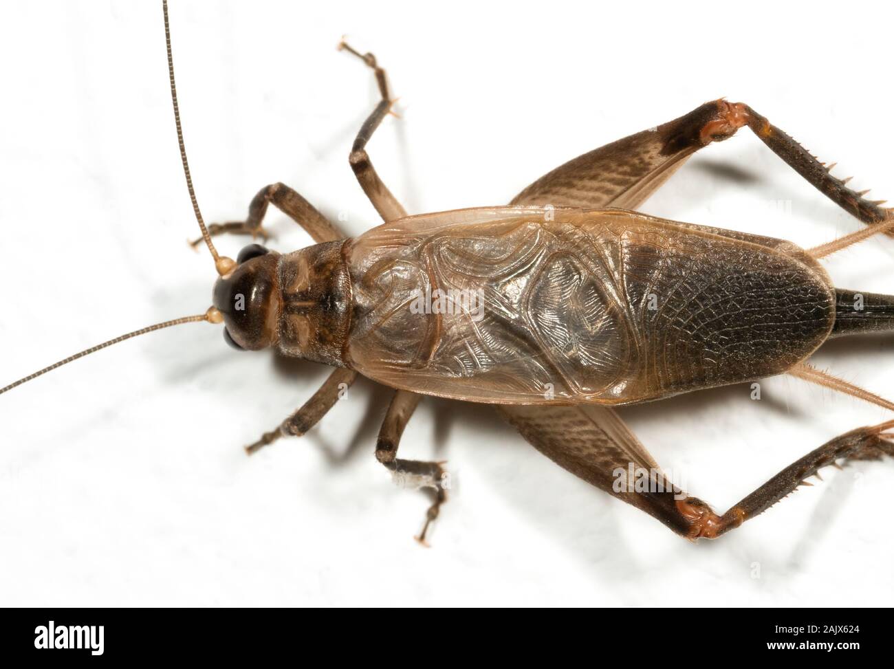 Macro Photography of Brown Cricket on White Floor Stock Photo - Alamy
