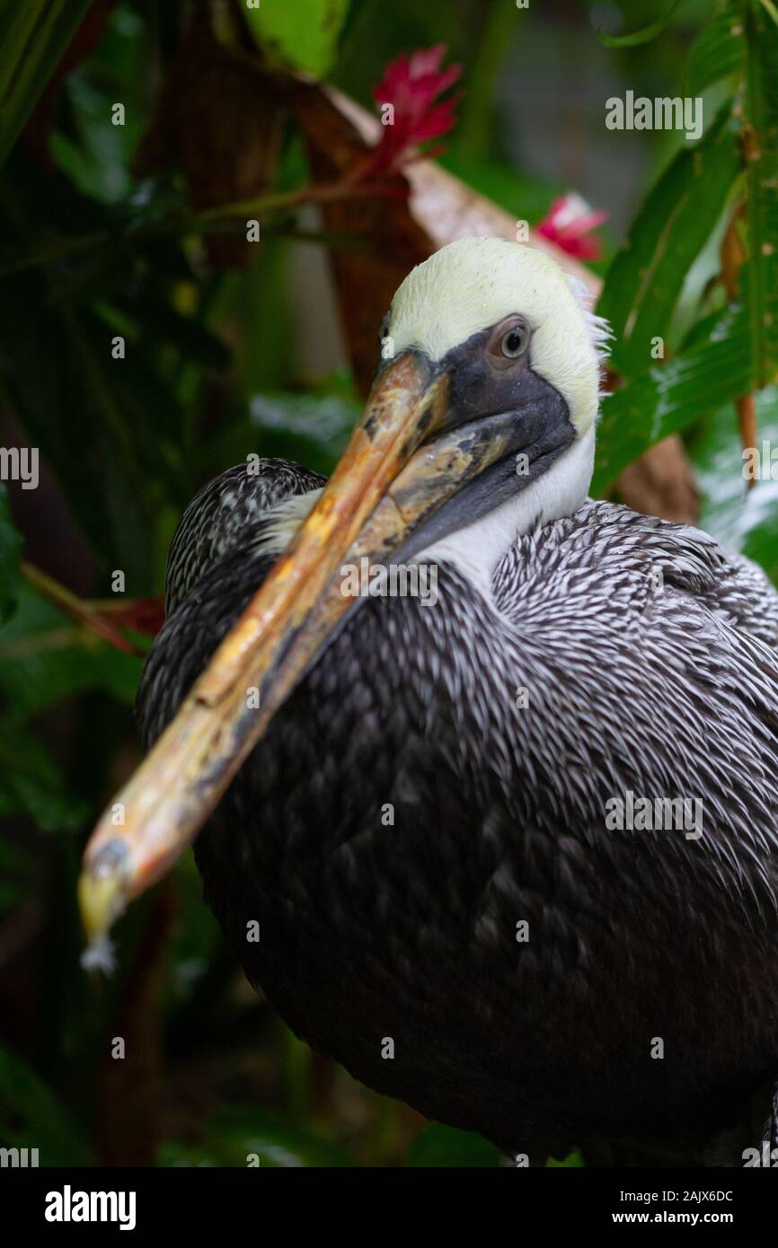 Non breeding birds hi-res stock photography and images - Alamy