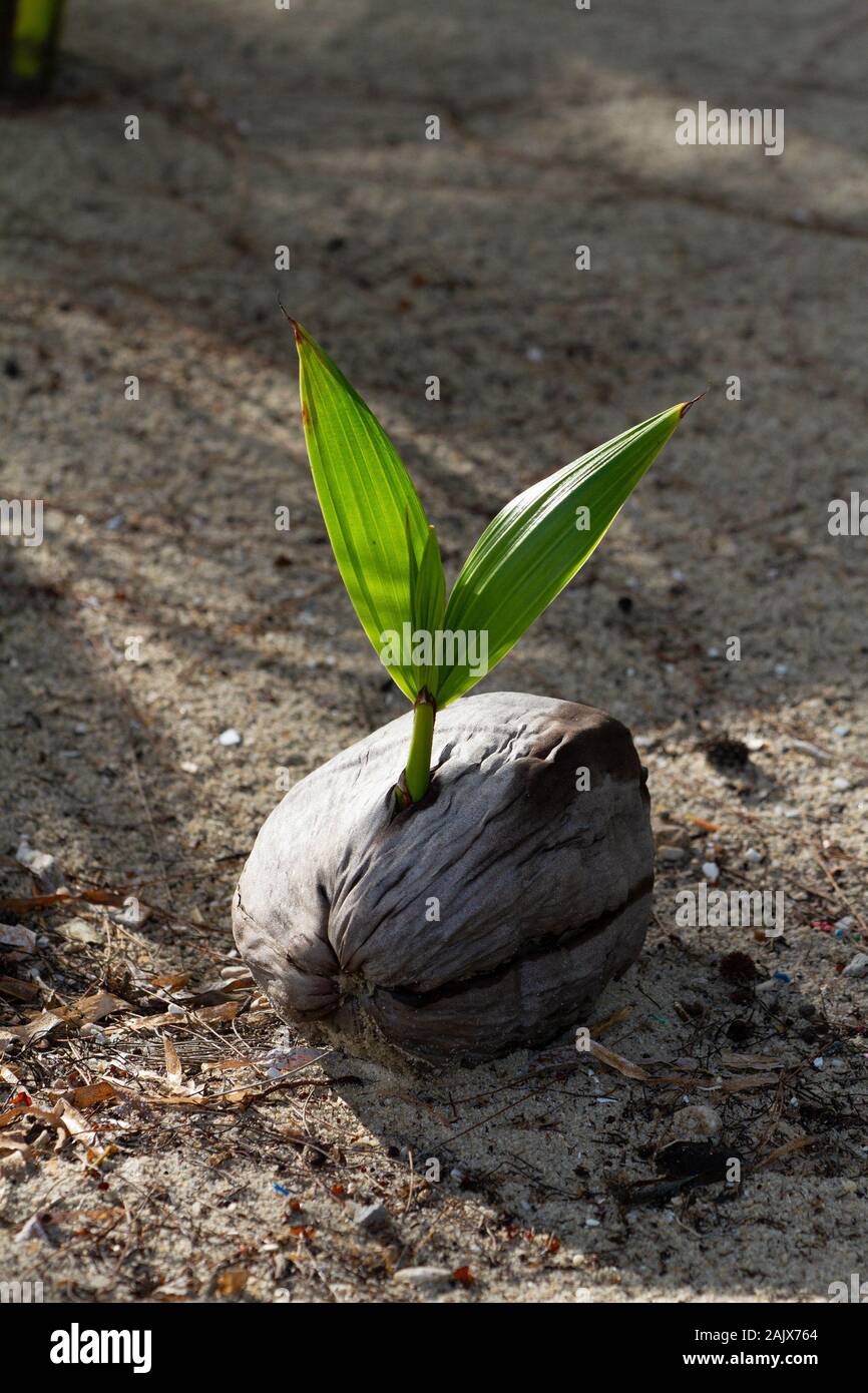 Tree roots sprouting hi-res stock photography and images - Alamy