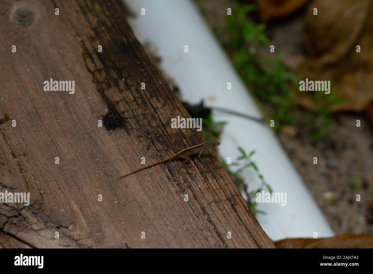 Anole species hi-res stock photography and images - Alamy