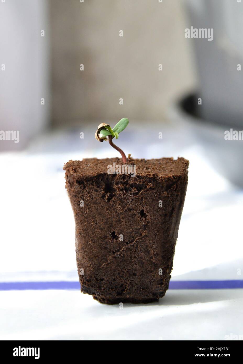 Bean seeds germination hi-res stock photography and images - Alamy