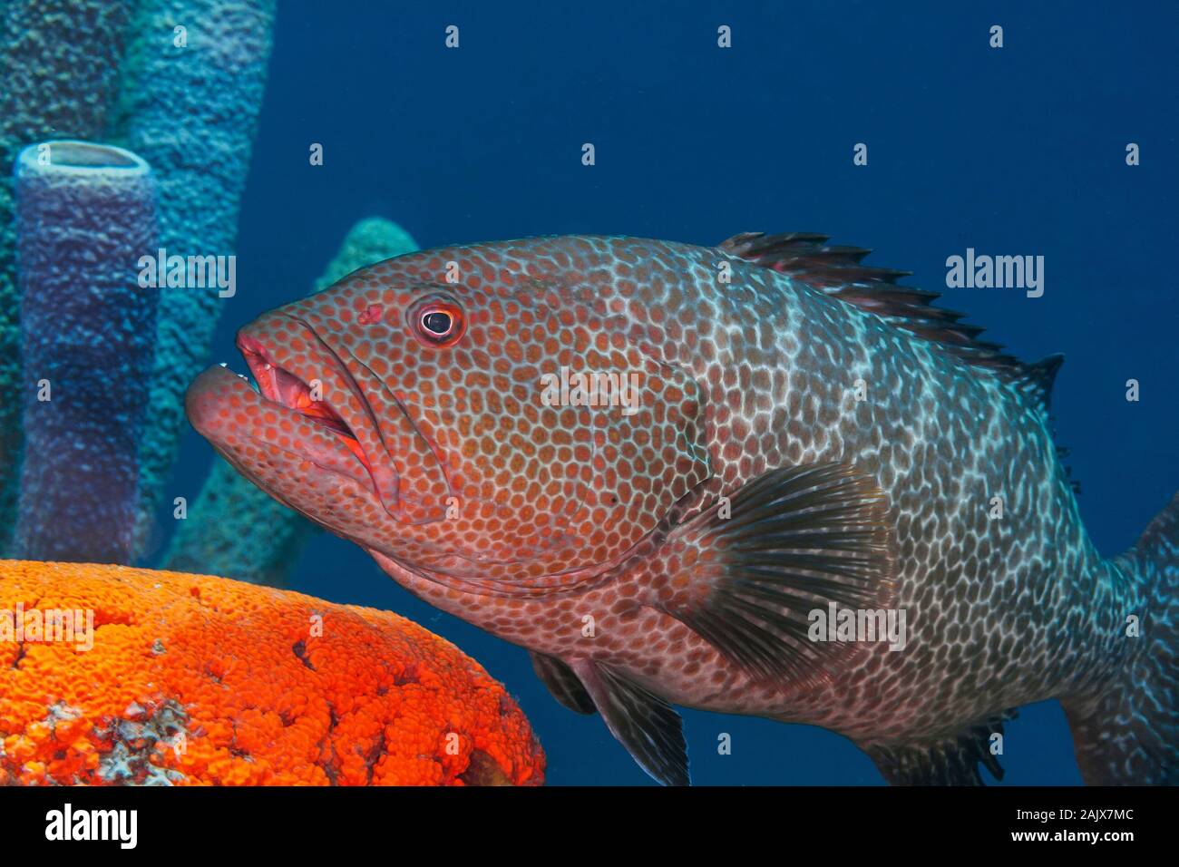 Tiger grouper hi-res stock photography and images - Alamy