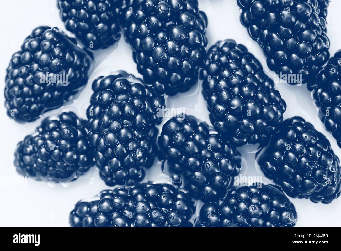 fresh berry blackberry on white background. Classic blue toning trend ...