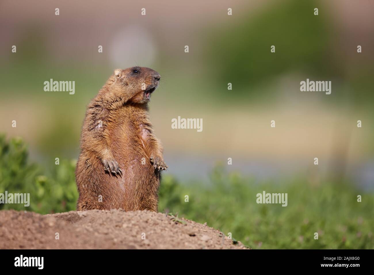 Bobak marmota bobak hi-res stock photography and images - Alamy
