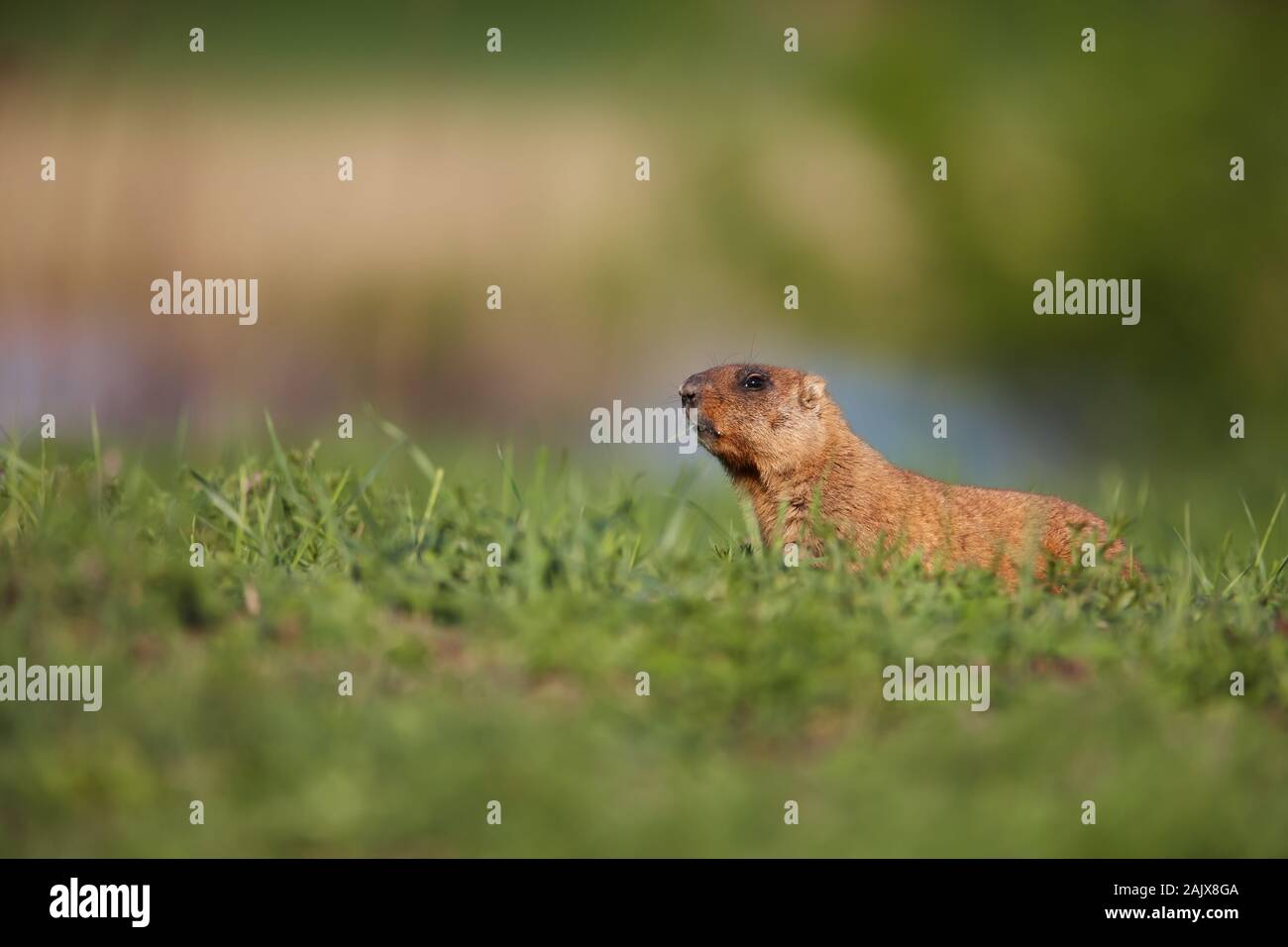 Marmot marmota eating in hi-res stock photography and images - Alamy