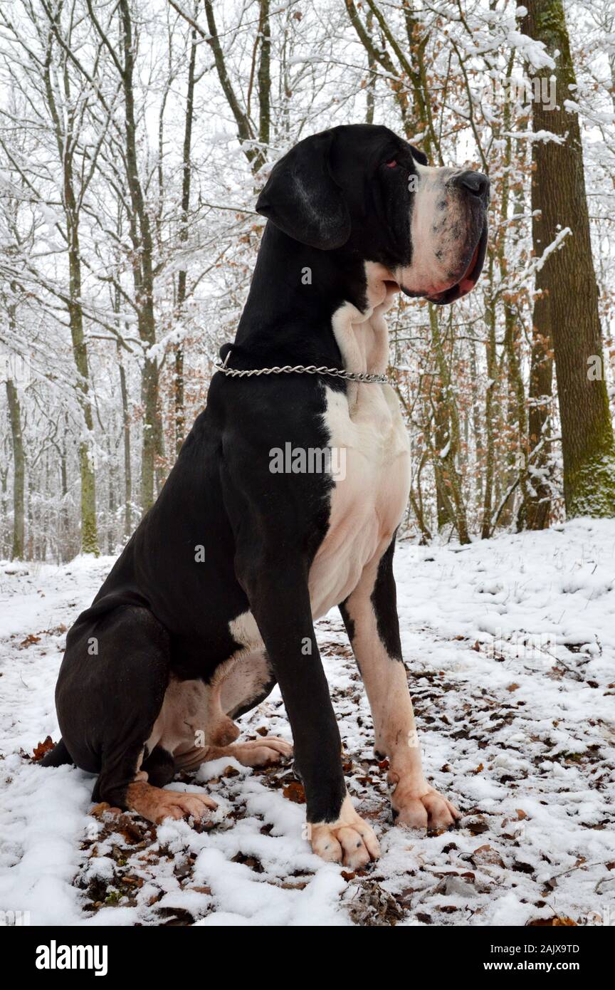 German mastiff hi-res stock photography and images - Alamy