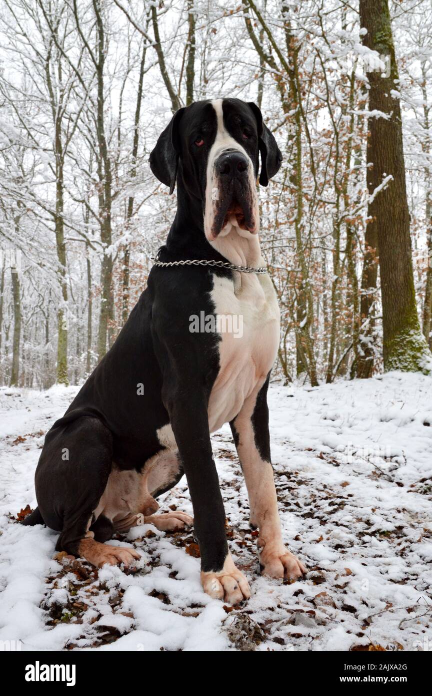 Large dog in the forest hi-res stock photography and images - Alamy