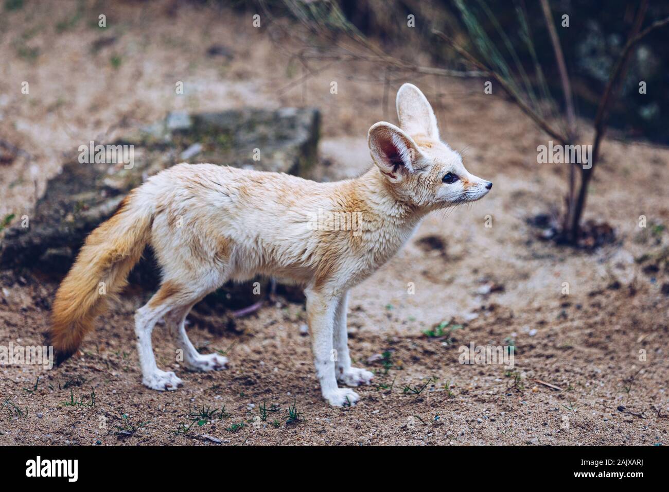Fennec fox front hi-res stock photography and images - Alamy