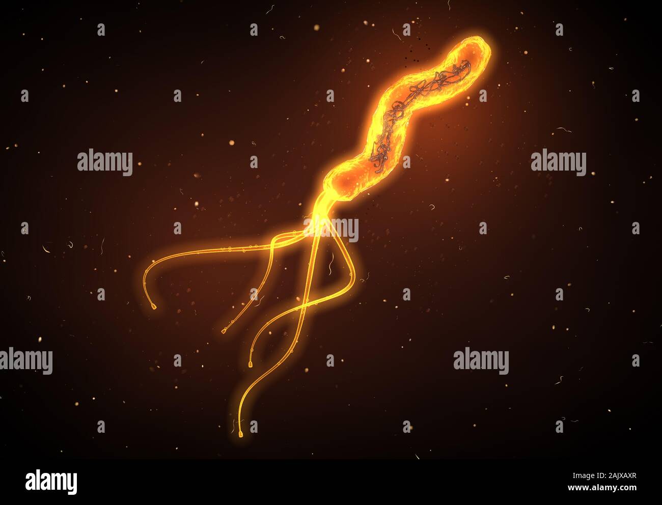 3D illustration showing microscopic view of a single helicobacter ...