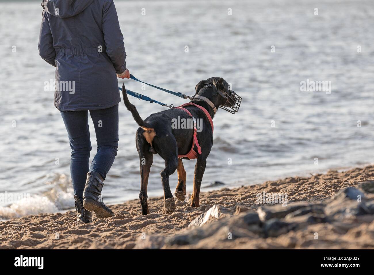 woman walking with a muzzled dog Stock Photo - Alamy