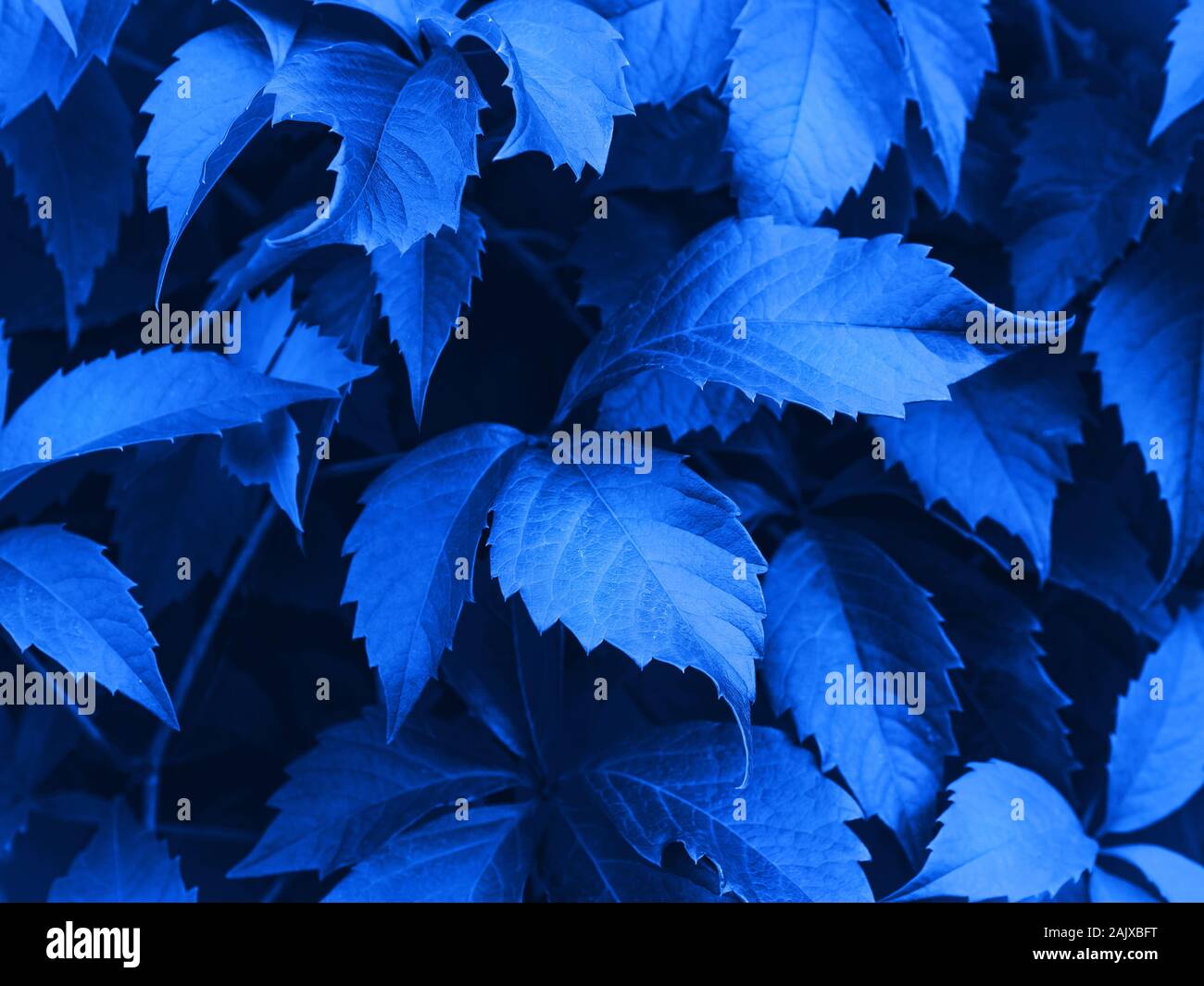 2020 Classic blue foliage botanical background Stock Photo - Alamy